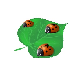 Cute ladybugs Royalty Free Vector Image - VectorStock