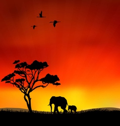 Animals and wildlife sunrise or sunset background Vector Image