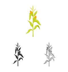 Corn stalk plant Royalty Free Vector Image - VectorStock
