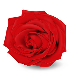 Red rose flower top view isolated on white Vector Image