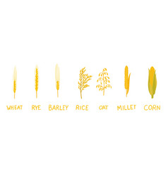 Rice plant growth stages cereal grain ripening Vector Image