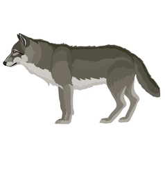 Wolf Royalty Free Vector Image - VectorStock