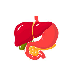 Pancreas isolated icon internal organ digestive Vector Image