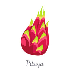 Fresh whole and half red pitaya fruits isolated Vector Image