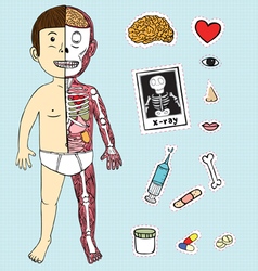 Boy body parts diagram poster Royalty Free Vector Image