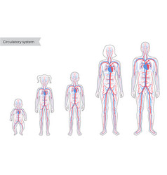 Diagram of girl with circulatory system Royalty Free Vector