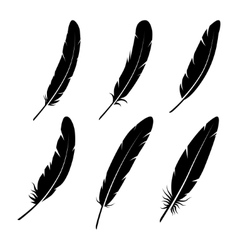 Group of feather on white background Royalty Free Vector