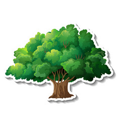 A tree with green leaves sticker on white Vector Image
