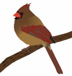 Cardinal Bird Flying Animation Royalty Free Vector Image