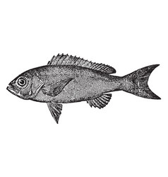 Exocoetidae or flying fish hand drawing vintage Vector Image