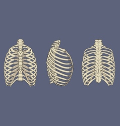 Skeletal system vector by iimages - Image #908760 - VectorStock