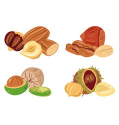 Ripe nuts collection Royalty Free Vector Image