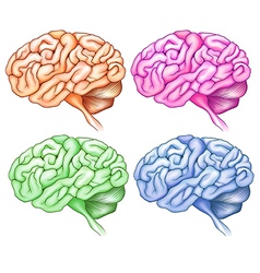 Brain anatomy color scheme Royalty Free Vector Image