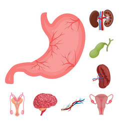 Cartoon human body organs healthy digestive Vector Image