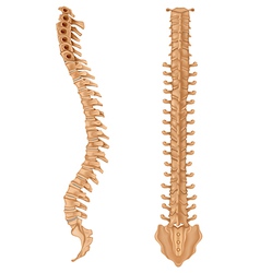 Human spine with name and description Royalty Free Vector