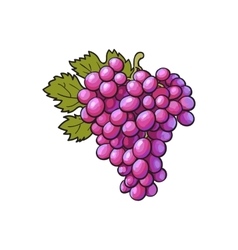 Cartoon fresh grapes isolated on white background Vector Image