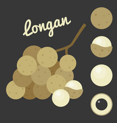 Longan fruit circular shape showing translucent Vector Image