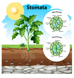 Diagram showing stem structure a plant Royalty Free Vector