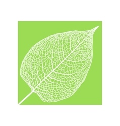 Leaf skeleton Royalty Free Vector Image - VectorStock