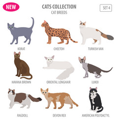 Cat breeds icon set flat style isolated on white Vector Image