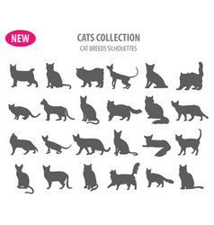 Cat breeds icon set flat style isolated on white Vector Image