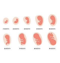 Meiosis phases Royalty Free Vector Image - VectorStock