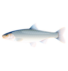 Fish realistic Royalty Free Vector Image - VectorStock
