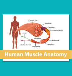 Muscle anatomy Royalty Free Vector Image - VectorStock
