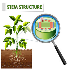 Diagram showing process photosynthesis Royalty Free Vector
