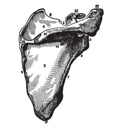 Scapula vintage Royalty Free Vector Image - VectorStock