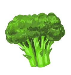 Broccoli vegetable Royalty Free Vector Image - VectorStock