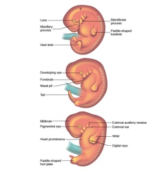 Stages human embryonic development Royalty Free Vector Image