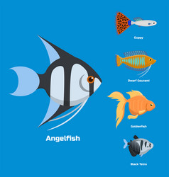 Sunny fish Royalty Free Vector Image - VectorStock