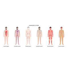 Human body systems Royalty Free Vector Image - VectorStock
