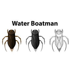 Water beetle outline Royalty Free Vector Image