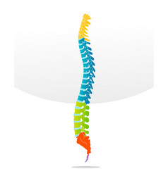 Spine bone logo symbol Royalty Free Vector Image