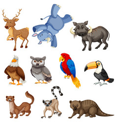 Set of wild animals Royalty Free Vector Image - VectorStock