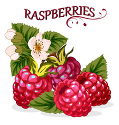 Red ripe raspberries summer berry fruit Royalty Free Vector