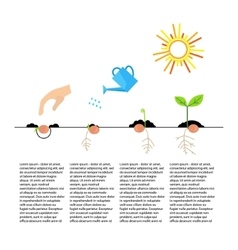 Tree planting and growing process infographic Vector Image