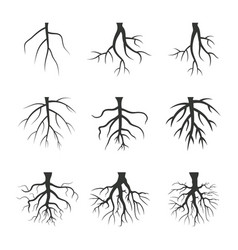 Tree roots set Royalty Free Vector Image - VectorStock