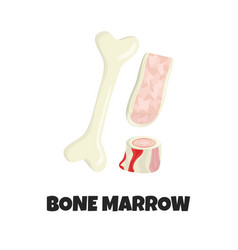Cartoon of human bone anatomy Royalty Free Vector Image