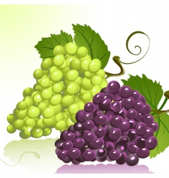 Bunches of grapes cartoon Royalty Free Vector Image