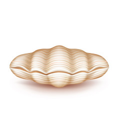 Scallop seashell Royalty Free Vector Image - VectorStock