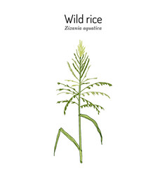 Rice plant Royalty Free Vector Image - VectorStock