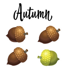 Acorns Royalty Free Vector Image - VectorStock