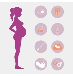 Pregnancy fetal foetus development embryonic Vector Image