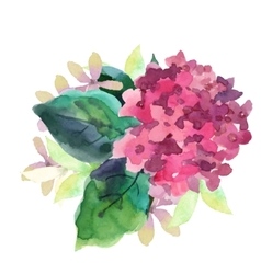 Hydrangea pink realistic Royalty Free Vector Image