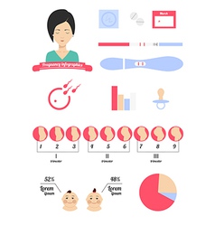 Pregnancy trimester infographic human growth Vector Image