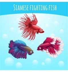 Colorful siamese fighting fish or betta swimm Vector Image