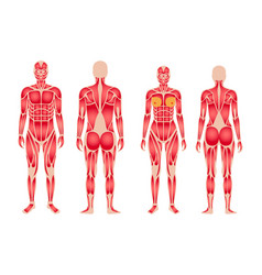 Human muscular system Royalty Free Vector Image